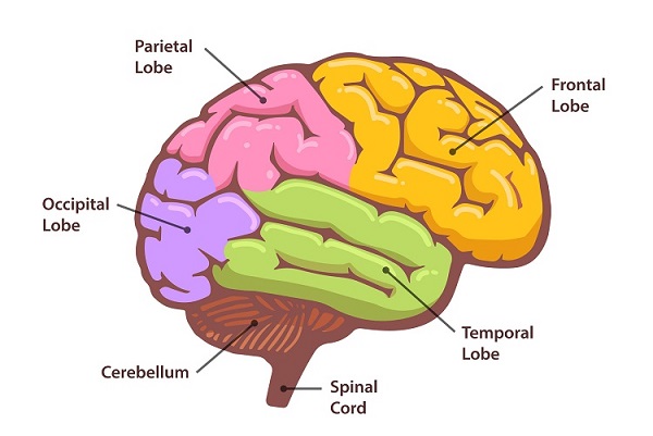 Human Brain Functions and Parts | Human Brain Facts